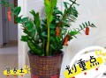 金钱树图片大全_如何养护金钱树