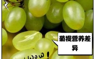 提子和葡萄哪个营养高_提子与葡萄的区别