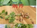 荆芥怎么种_荆芥种植方法和时间