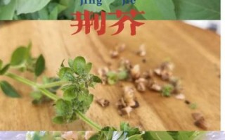 荆芥怎么种_荆芥种植方法和时间 荆芥怎么种_荆芥种植方法和时间