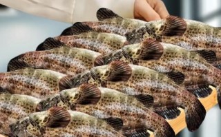 野生石斑鱼怎么做好吃_清蒸石斑鱼做法步骤