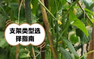 节瓜怎么搭架_节瓜搭架用什么材料