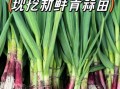 青蒜苗怎么种_青蒜苗种植时间和方法