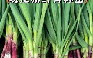 青蒜苗怎么种_青蒜苗种植时间和方法