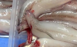 龙头鱼是豆腐鱼吗_龙头鱼和豆腐鱼的区别