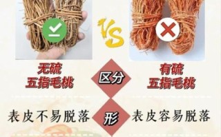 假五指毛桃图片大全_如何辨别真假五指毛桃