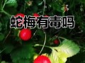蛇莓可以吃吗_蛇莓有毒吗