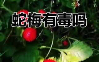 蛇莓可以吃吗_蛇莓有毒吗