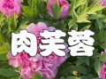 芙蓉肉为什么叫芙蓉_芙蓉肉最早出现在哪里