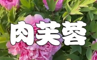 芙蓉肉为什么叫芙蓉_芙蓉肉最早出现在哪里