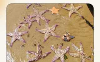 自助餐海星怎么吃_海星哪些部位能吃