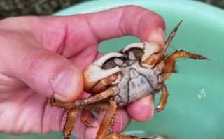 螃蟹有几条腿_螃蟹几条腿才是正常