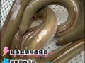 野生河鳗多少钱一斤_野生河鳗怎么做好吃