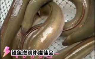 野生河鳗多少钱一斤_野生河鳗怎么做好吃