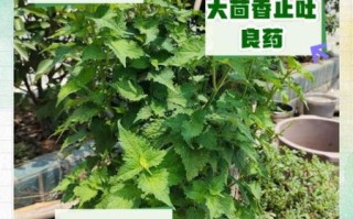 茴香治肠胃真的有用吗_怎么吃效果最好