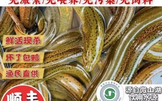 活黄鳝怎么杀_黄鳝宰杀步骤详解