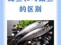 鲅鱼和马鲛鱼有什么区别_如何一眼分辨两种海鱼
