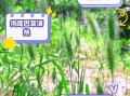 狗尾草的功效与作用_狗尾草怎么吃