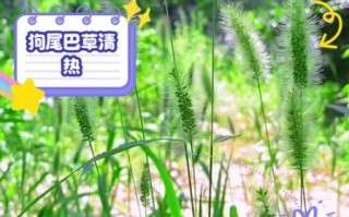 狗尾草的功效与作用_狗尾草怎么吃