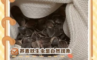 荞麦枕头长虫怎么办_荞麦枕头生虫怎么清洗