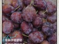 西梅孕妇可以吃吗_西梅的功效与作用孕妇
