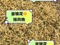 金银花泡水喝的副作用_金银花有没有毒性