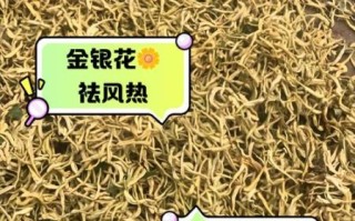 金银花泡水喝的副作用_金银花有没有毒性