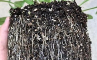 豆腐渣怎么做肥料_豆腐渣沤肥多久能用