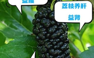 壮阳食物有哪些_壮阳水果排行榜