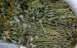 岩黄连的功效与作用_岩黄连怎么吃效果最好