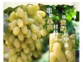 马奶葡萄多少钱一斤_马奶葡萄价格行情