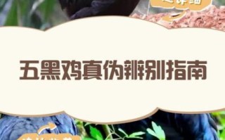 五黑鸡大骗局是真的吗_如何识别五黑鸡骗局
