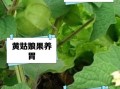 黄姑娘果怎么吃_黄姑娘果的功效与作用