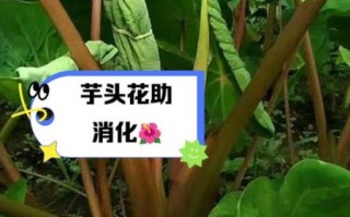 芋头花的副作用有哪些_芋头花中毒怎么办