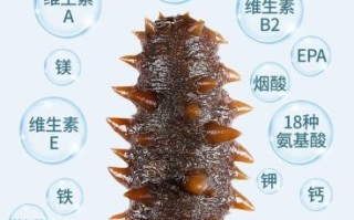 海参主要补什么_海参的功效与作用
