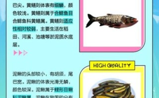 黄鳝和泥鳅的区别_黄鳝和泥鳅的功效哪个好
