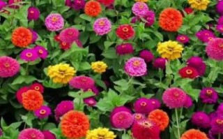 百日草花期多长_百日草什么时候播种最好