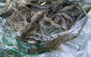 河虾太小了怎么清洗_河虾太小如何快速去虾线
