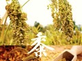 黍子是什么农作物_黍子与小米的区别
