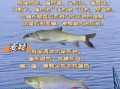 鲮鱼刺多吗_鲮鱼适合宝宝吃吗