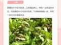 藜蒿和茼蒿有什么区别_哪个更好吃