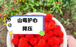 山莓的功效与作用_山莓怎么吃效果最好