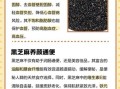 经常吃黑芝麻有什么好处_黑芝麻的功效与作用