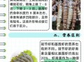 基围虾和斑节虾哪个贵_价格差异原因