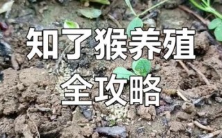 知了猴怎么养殖_知了猴养殖技术