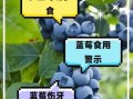 蓝莓吃多了有什么危害_一天吃多少颗才安全