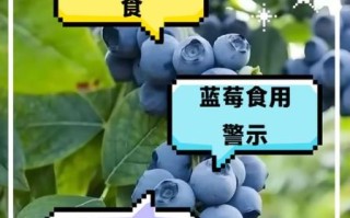蓝莓吃多了有什么危害_一天吃多少颗才安全