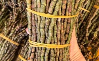 野生铁皮石斛多少钱一斤_正宗产地价格行情