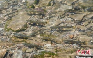 青海湖湟鱼能吃吗_湟鱼保护政策详解