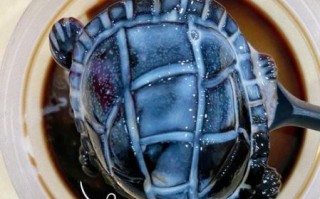 龟苓膏为什么残忍_龟苓膏制作真相